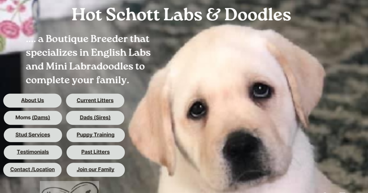 Puppies For Sale - Labs & Doodles
